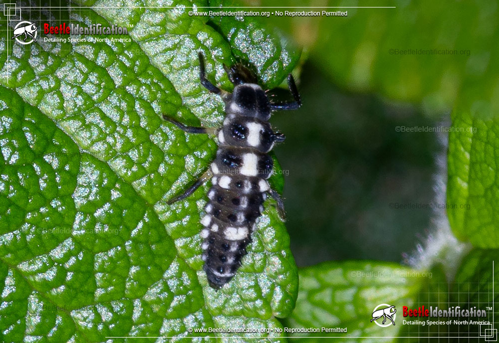 Ashy Gray Lady Beetle