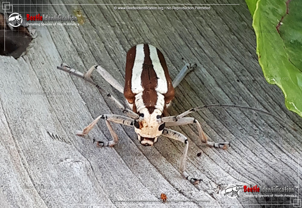 Round-headed Apple Tree Borer